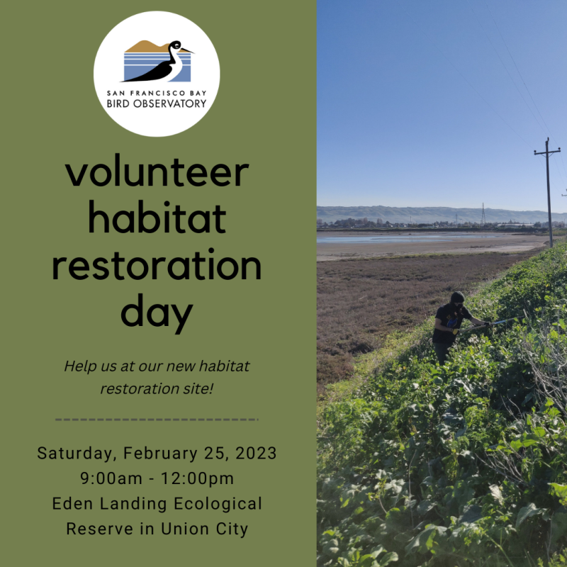 Volunteer Habitat Restoration Day at Eden Landing | South Bay Salt Ponds