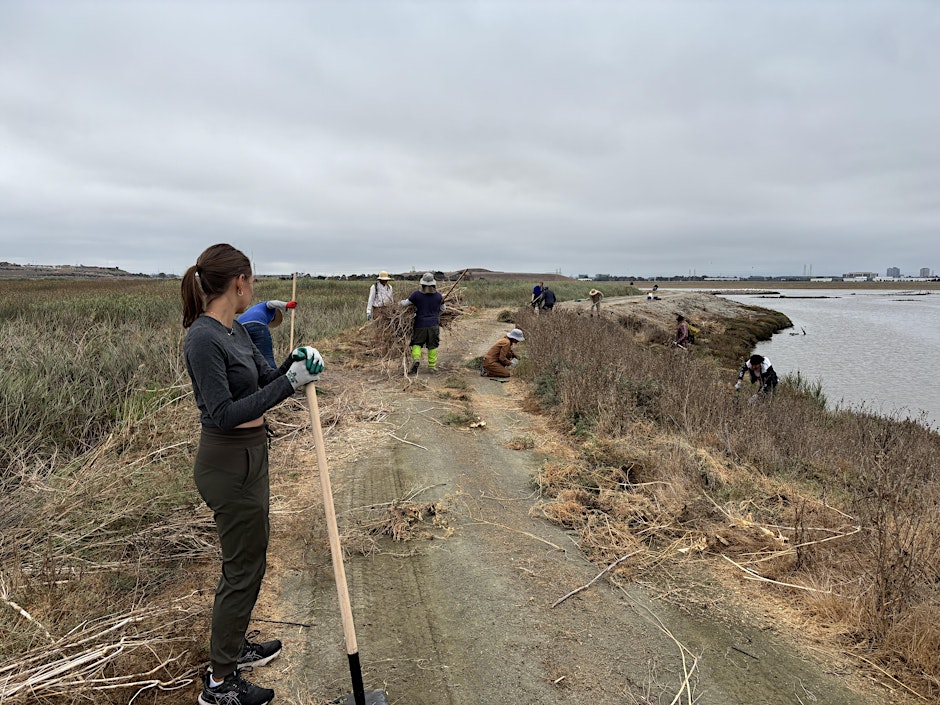 Tending for Tomorrow - Tidal Marsh Restoration in Alviso | South Bay ...